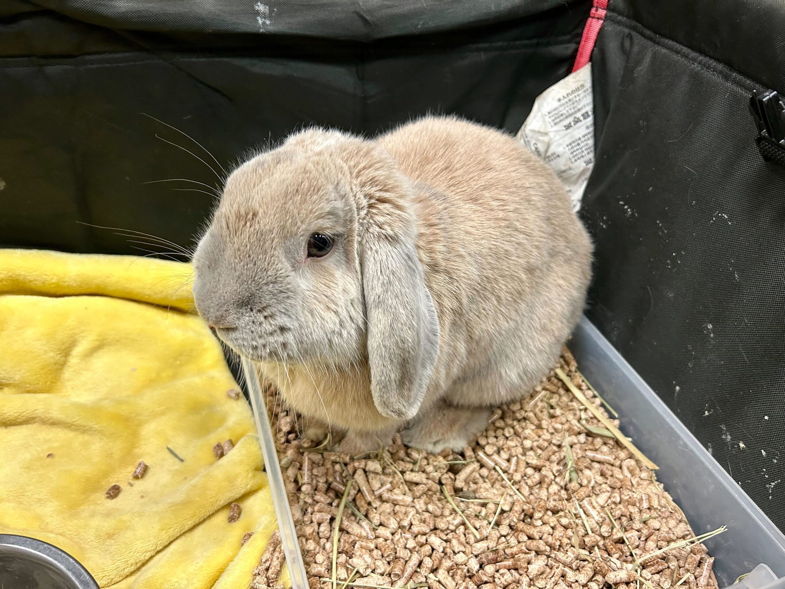 Mais où est le lapin ? - Impact Campus